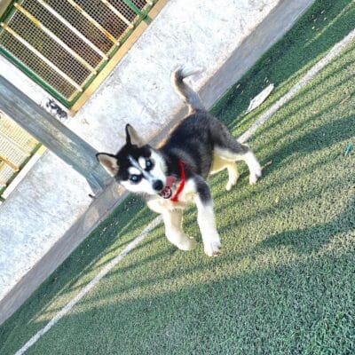 Siberian Husky Puppies Guide (Everything You Need To Know)