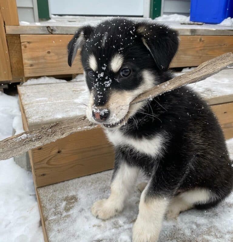 German Shepherd Husky Mix (Gerberian Shepsky Guide)