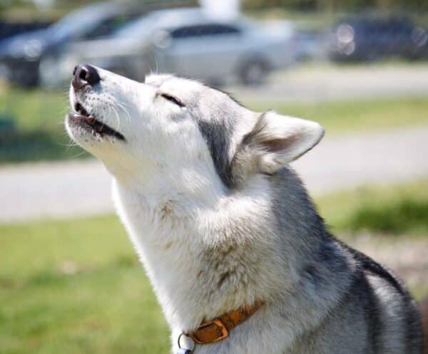 Why Are Huskies So Dramatic? (Crazy Behavior Explained)