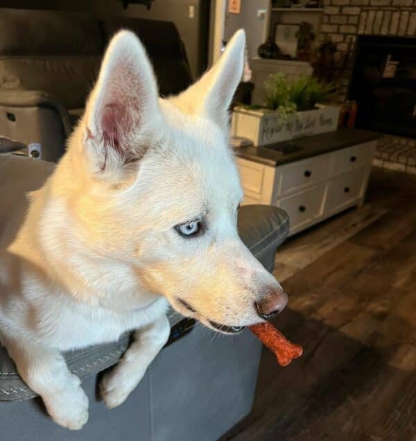 German Shepherd Husky Mix (Gerberian Shepsky Guide)