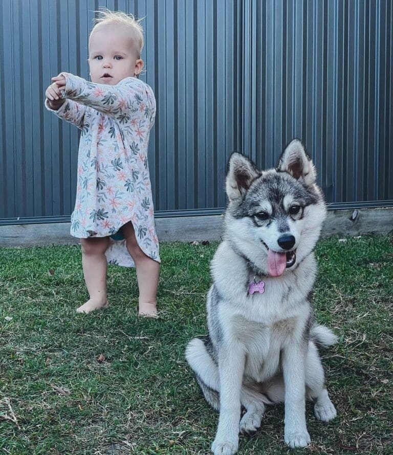 Pomeranian Husky Mix (Pomsky): Owner's Guide