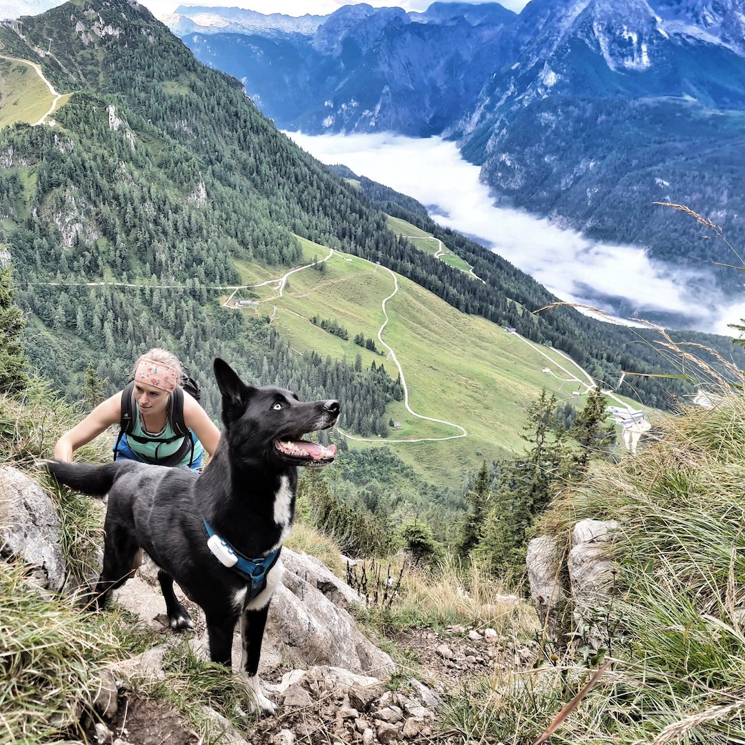 Border Collie Husky Mix (Border Husky): Owner's Guide