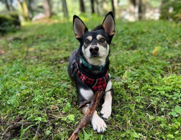 46 Best Husky Mix Breeds (Husky Cross Breeds + Photos!)