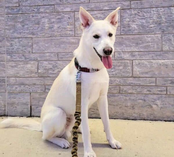 46 Best Husky Mix Breeds (Husky Cross Breeds + Photos!)