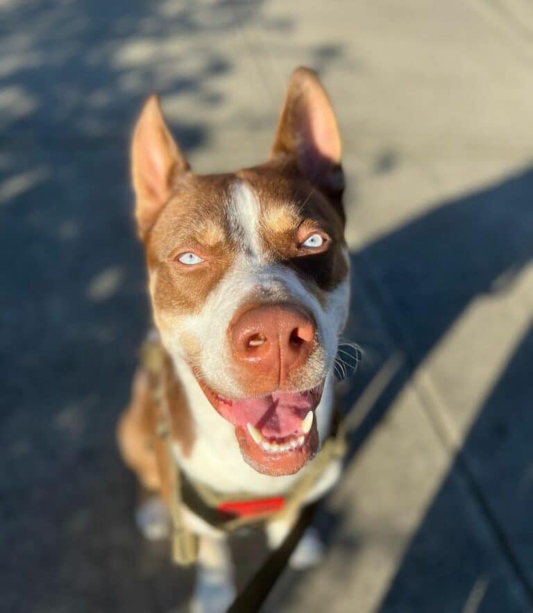 Pitbull Husky Mix (Pitsky): Owner's Guide