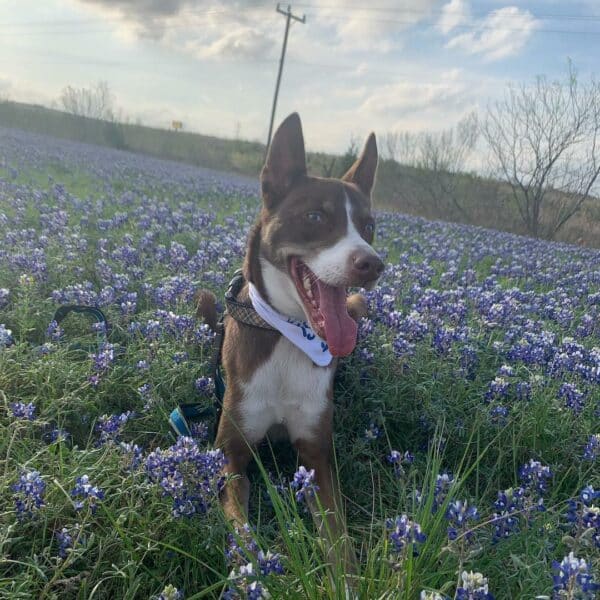 Pitbull Husky Mix (Pitsky): Owner's Guide