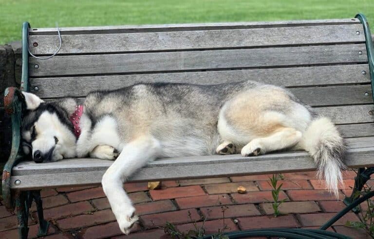 Siberian Husky Behavior Hub (Everything You Need To Know)