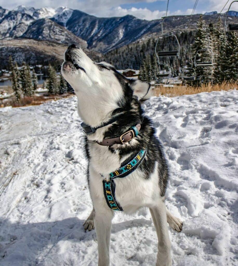 Siberian Husky Behavior: 9 Important Facts
