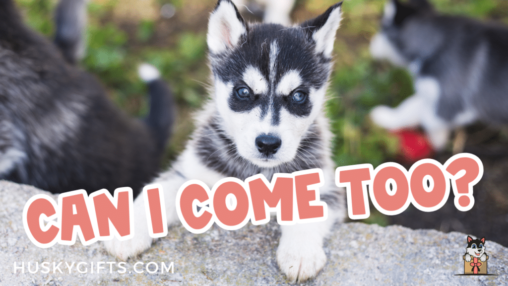 Why Does My Husky Follow Me Everywhere? (11 Cute Reasons)