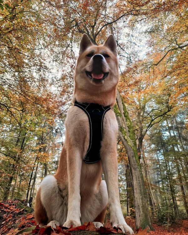 Akita Husky Mix (Huskita): Owner's Guide