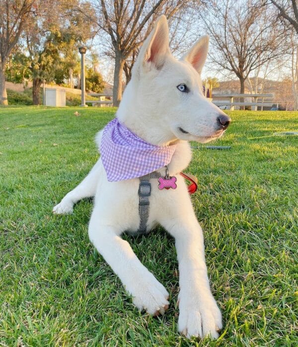 Akita Husky Mix (Huskita): Owner's Guide