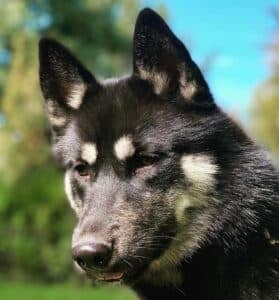 23 Siberian Husky Colors & 17 Unique Markings (+ Pictures)