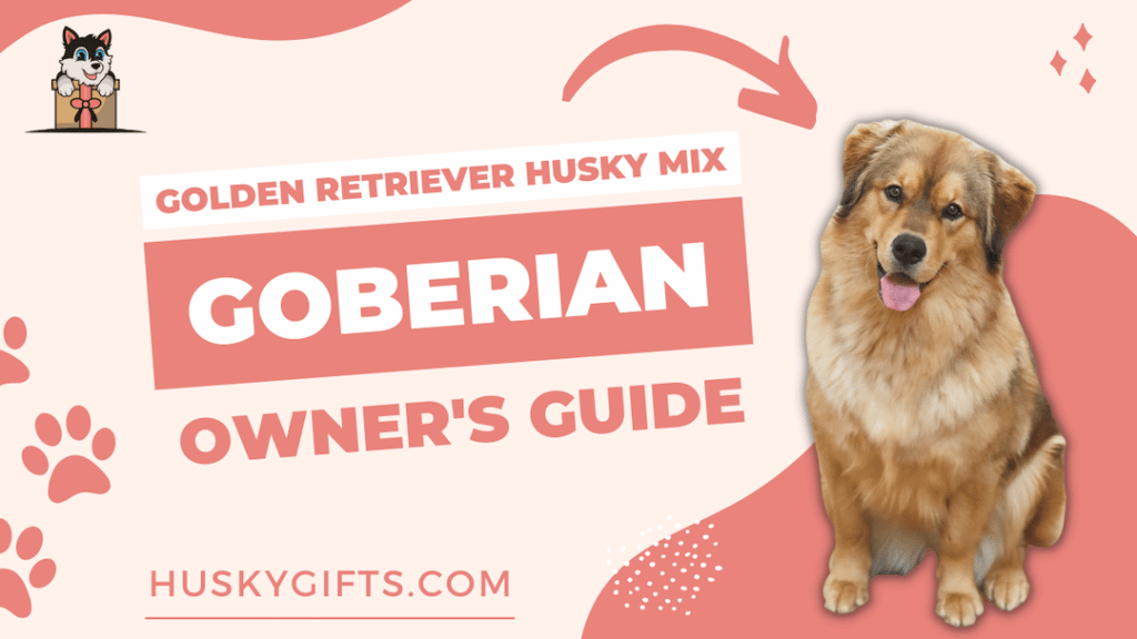 Golden Retriever Husky Mix (Goberian): Owner's Guide