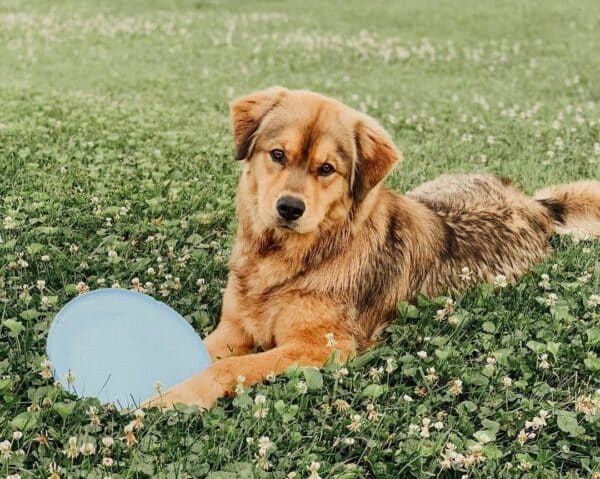 Golden Retriever Husky Mix (Goberian): Owner's Guide