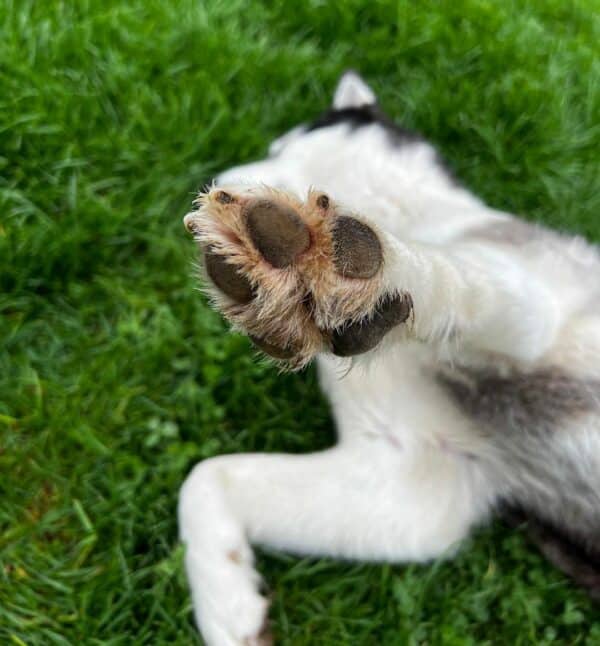 Why Does My Husky Bite His Paws? (10 Common Reasons)