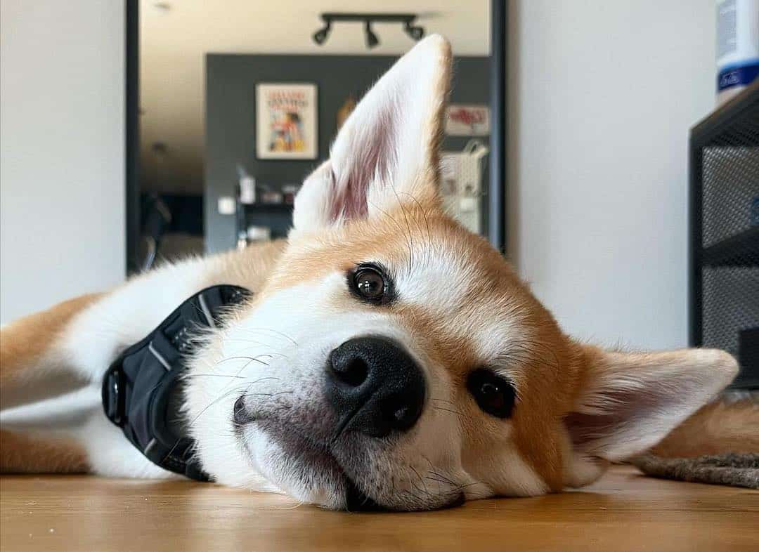 Akita Husky Mix (Huskita): Owner's Guide