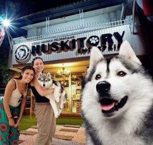 Siberian Husky Price Malaysia (Updated Costs 2024)