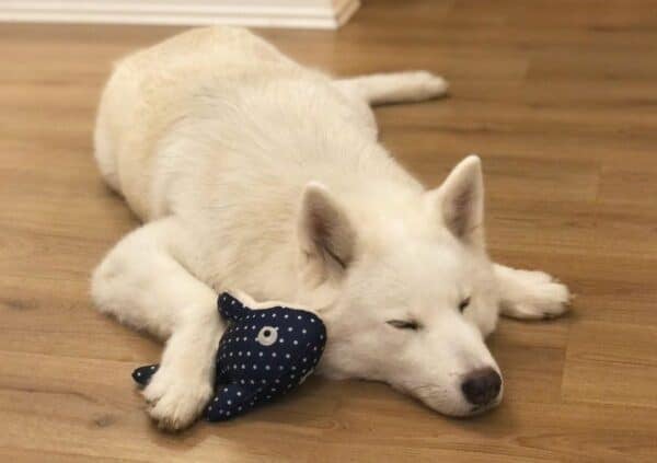 Akita Husky Mix (Huskita): Owner's Guide