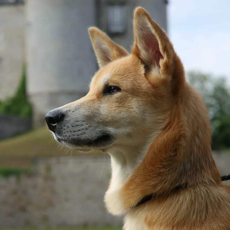 Akita Husky Mix (Huskita): Owner's Guide