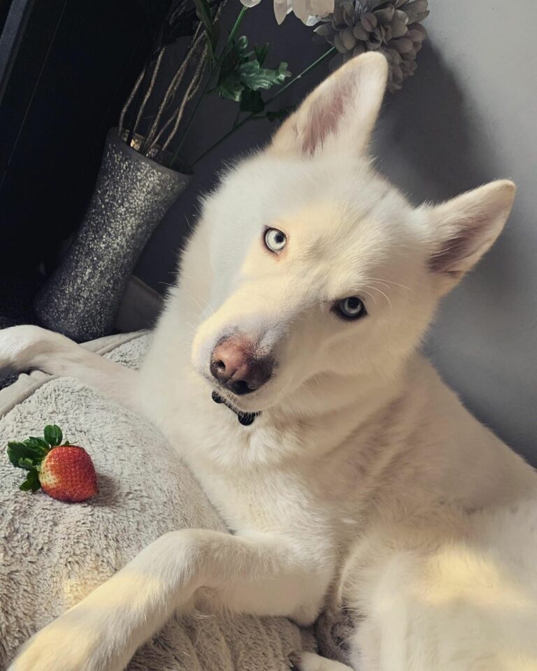What Fruits Can Huskies Eat? (10 Healthy Fruits!)