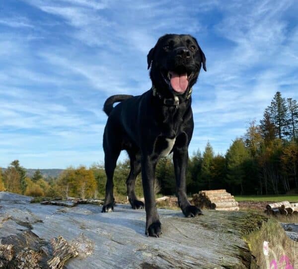 Labrador Husky Mix (Labsky): Owner's Guide
