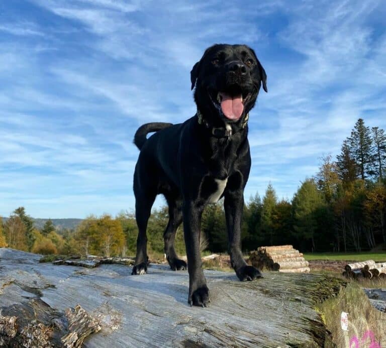 Labrador Husky Mix (Labsky): Owner's Guide