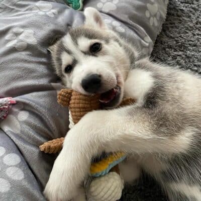 Labrador Husky Mix (Labsky): Owner's Guide
