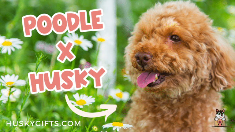 Husky Poodle Mix (HuskyDoodle): Owner's Guide