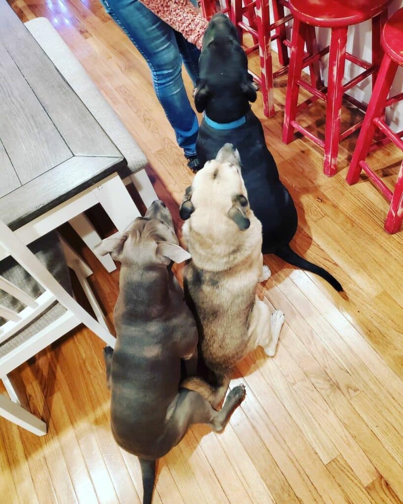 Pug Husky Mix (Hug Dog): Owner's Guide