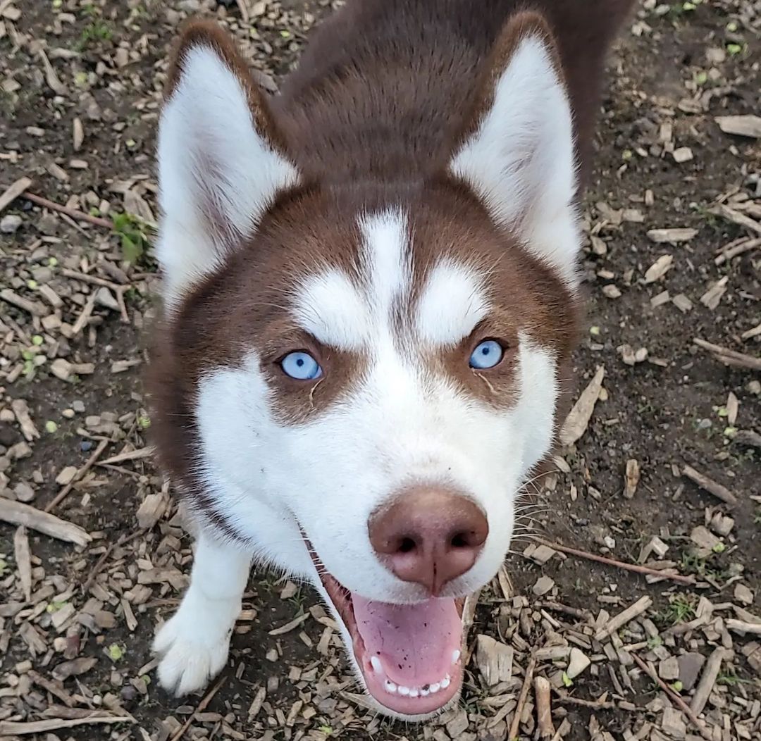23 Siberian Husky Colors 17 Unique Markings Pictures 23 Siberian Husky Colors 17 Unique Markings Pictures