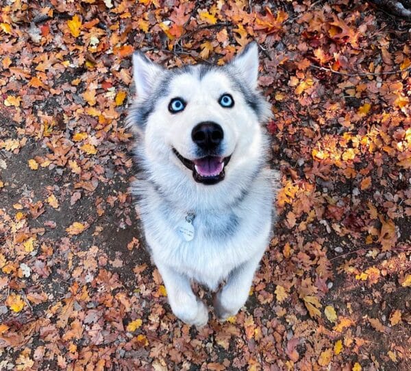 23 Siberian Husky Colors & 17 Unique Markings (+ Pictures)