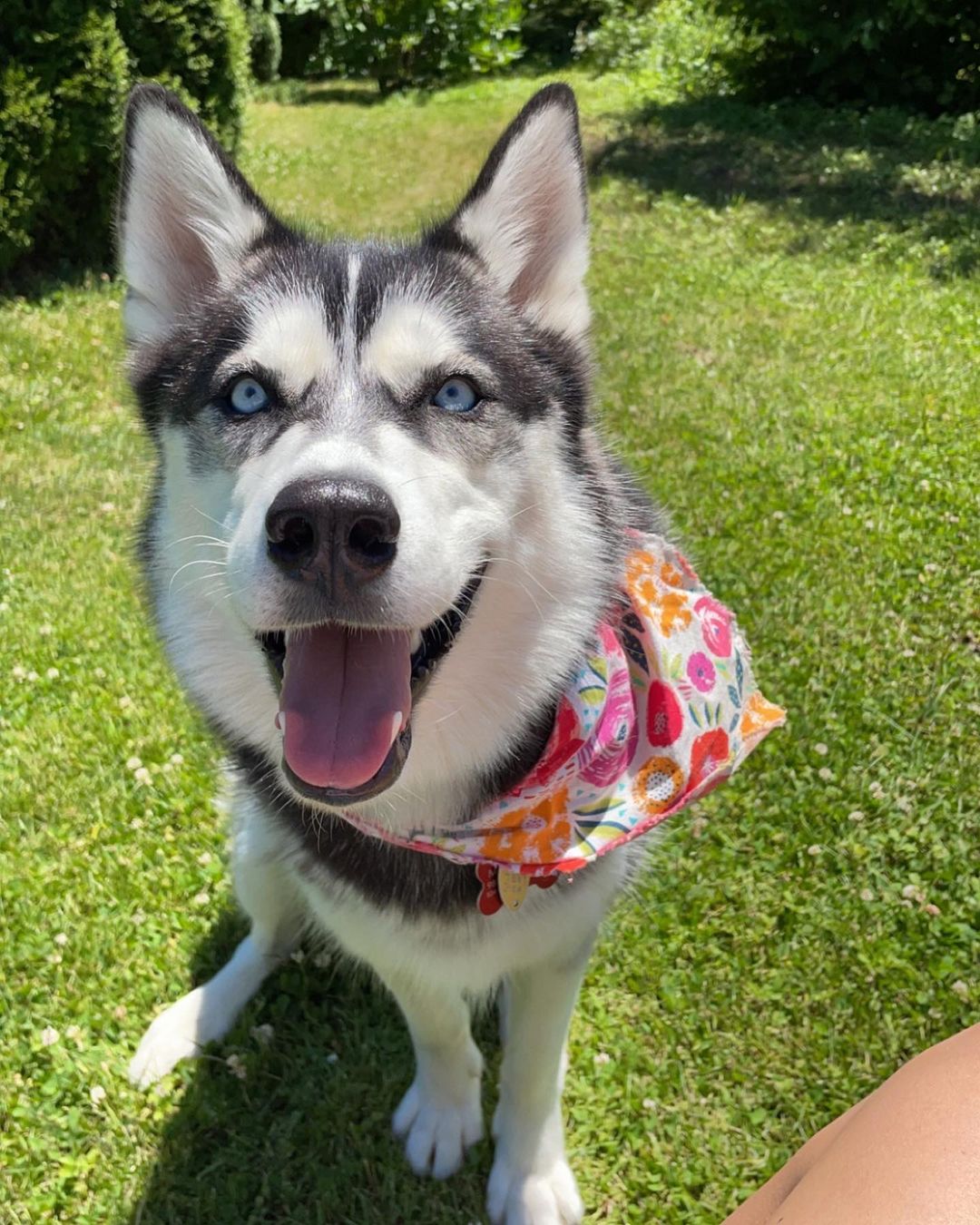 What Fruits Can Huskies Eat? (10 Healthy Fruits!)