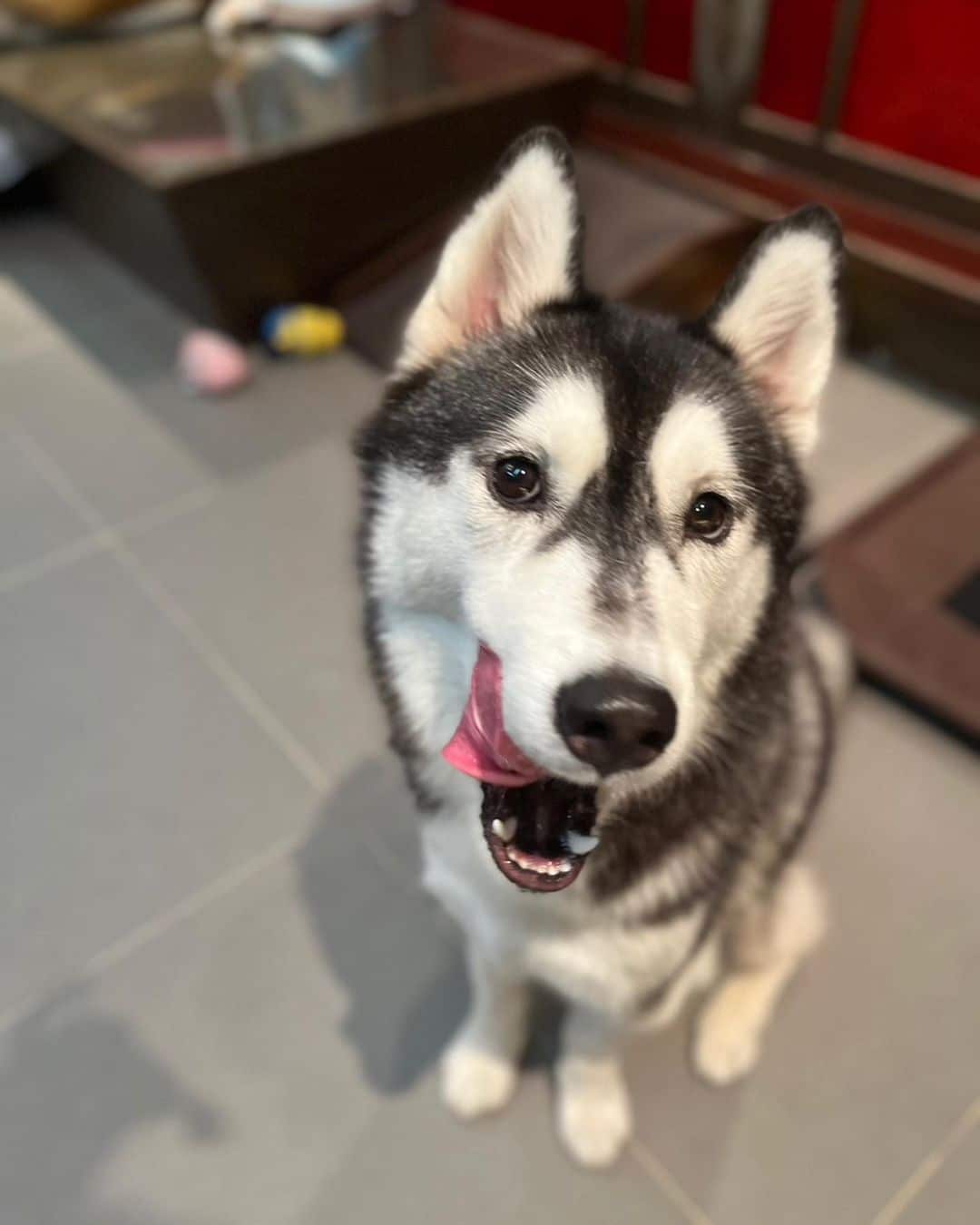 What Do Huskies Eat? (Reqs. for Puppies, Adults & Seniors)