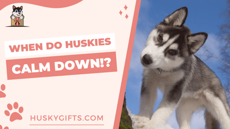 When do Huskies Calm Down? (+ How to Calm a Husky Down)