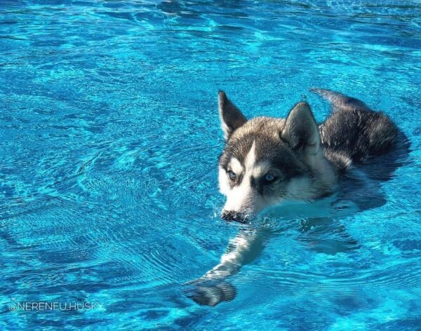 Why Do Huskies Blow Bubbles In Water? (6 Reasons)