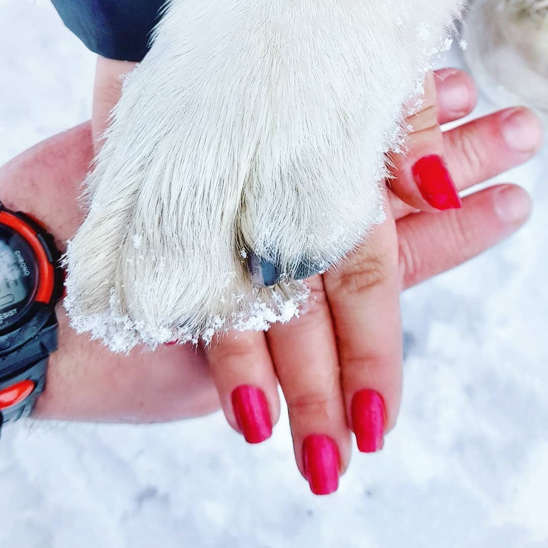Why Does My Husky Paw At Me? (11 Touch-Worthy Reasons)