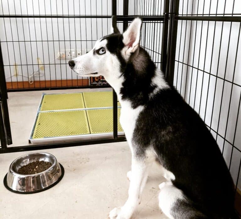 How Much Should Huskies Eat? (Husky Feeding Guide)