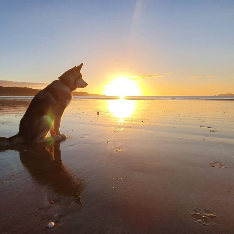 How To Keep A Husky Cool In Summer (9 Tips)