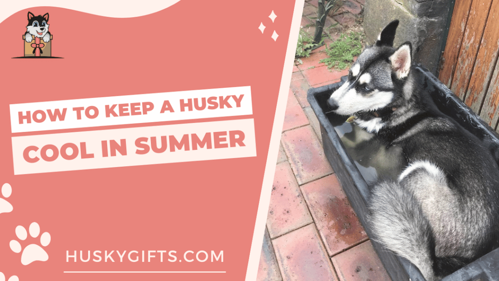 How To Keep A Husky Cool In Summer (Husky In Hot Weather)