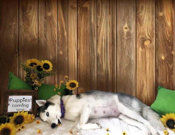When Do Huskies Go into Heat (Husky Heat Cycle Explained)