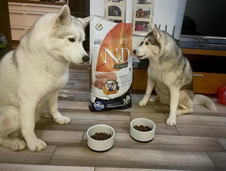 How Much Should Huskies Eat? (Husky Feeding Guide)