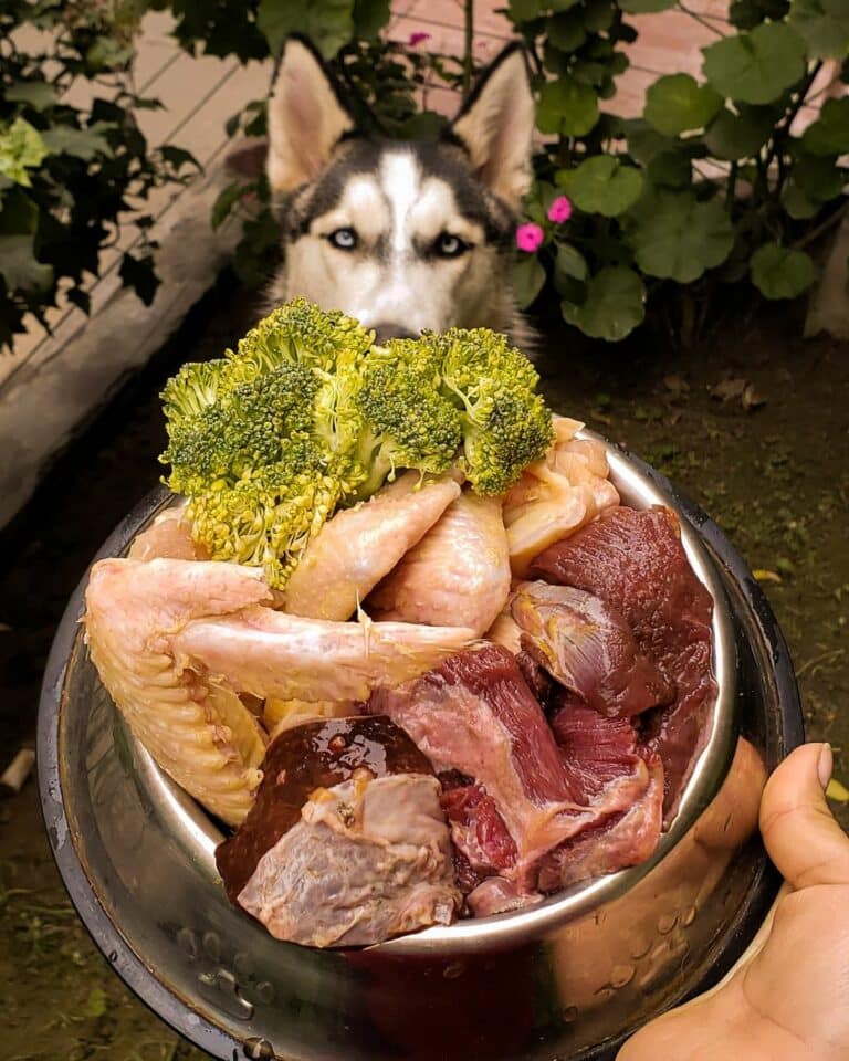 How Much Should Huskies Eat? (Husky Feeding Guide)