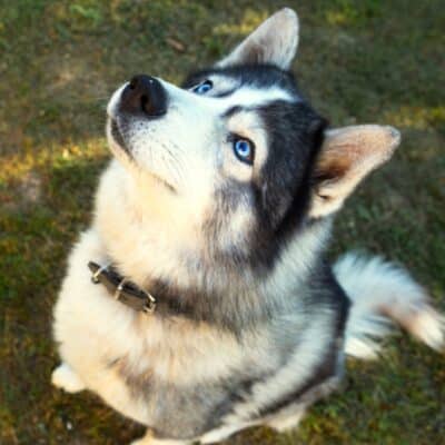 12 Best Dog Treats For Huskies (Buying Guide) - Husky Gifts