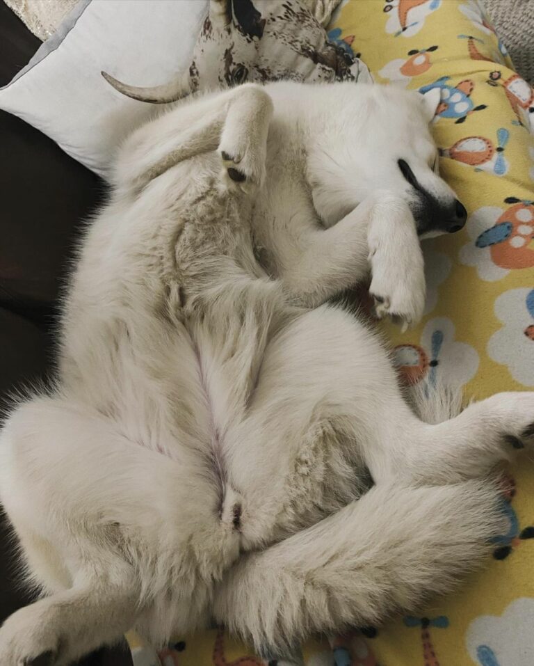 17 Siberian Husky Sleeping Positions (Names + Pictures)
