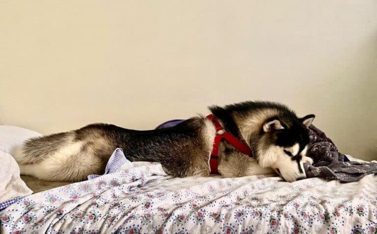 17 Siberian Husky Sleeping Positions (Names + Pictures)