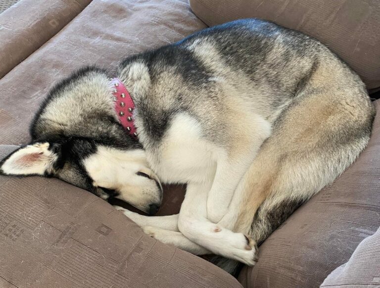 17 Siberian Husky Sleeping Positions (Names + Pictures)
