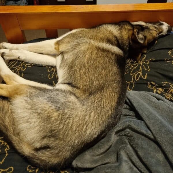 17 Siberian Husky Sleeping Positions (Names + Pictures)