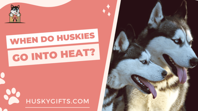 When Do Huskies Go into Heat (Husky Heat Cycle Explained)