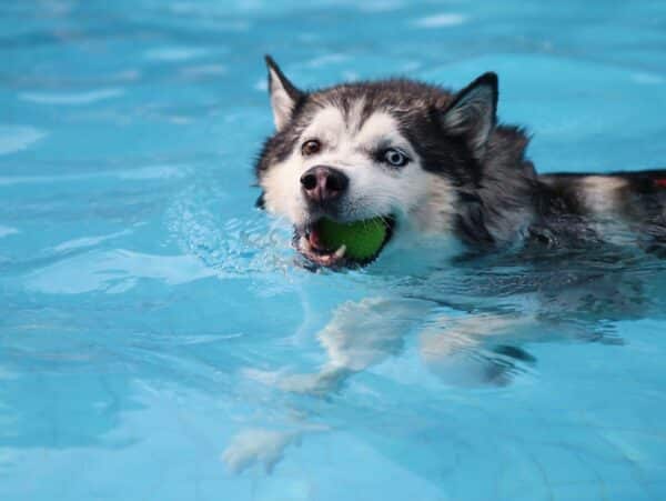 How Much Should Huskies Eat? (Husky Feeding Guide)