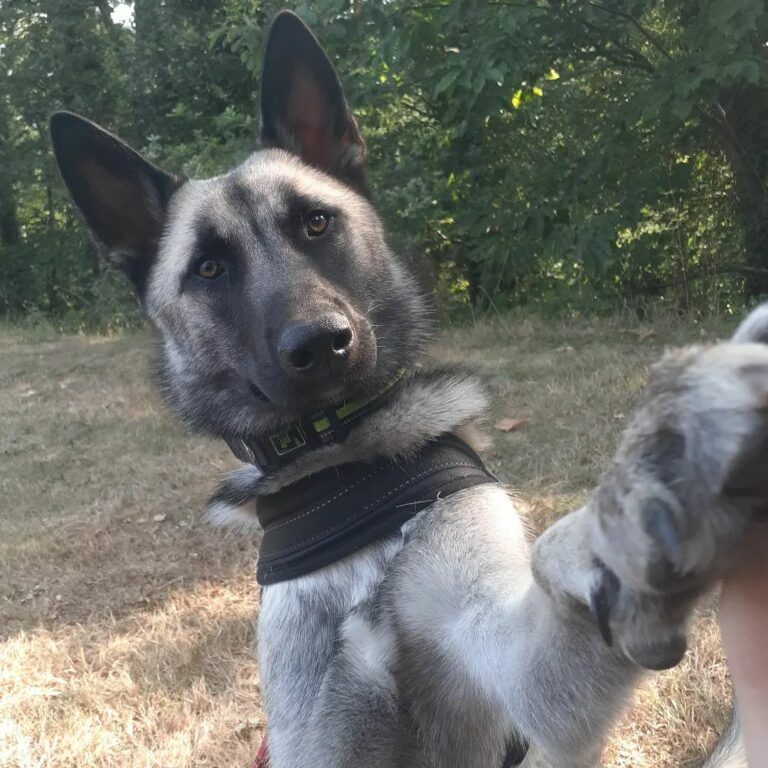Belgian Malinois Husky Mix (Belusky): Owner's Guide